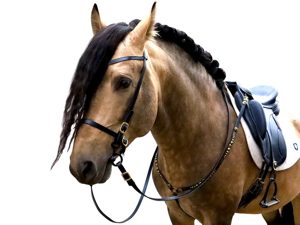 EDELROSS - Trense | Zaum | EDELROSS® Premium BioThane®